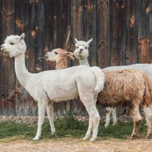 Thinking of getting alpacas? Here's all you need to know - FarmCo