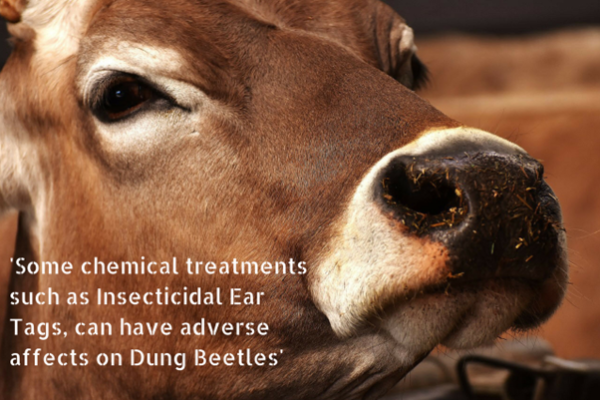 Top 5 Mistakes When Tackling Buffalo Fly - FarmCo