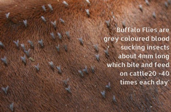 Top 5 Mistakes When Tackling Buffalo Fly - FarmCo
