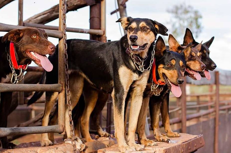 Companion Animal Products | FarmCo