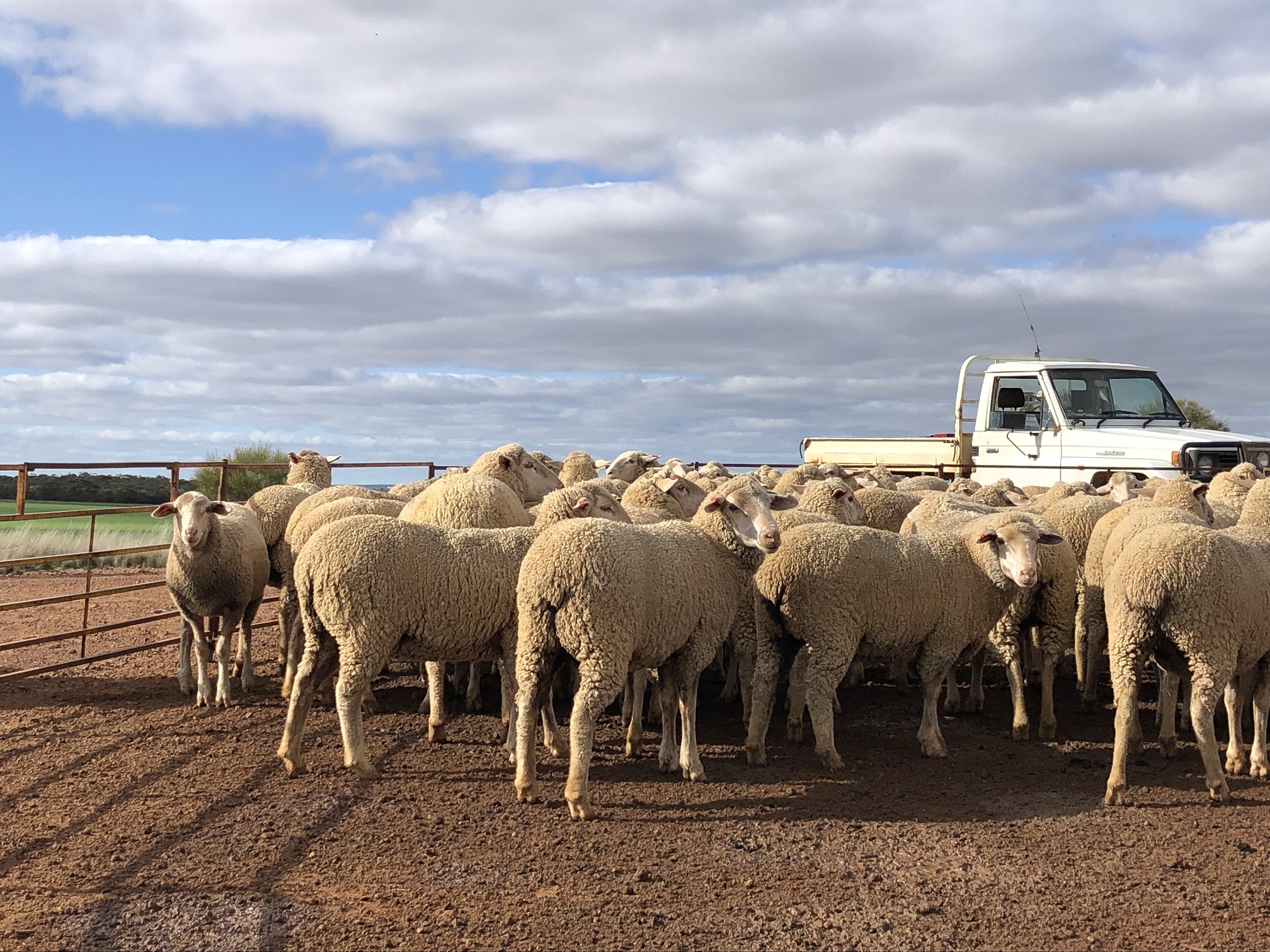 Achieving the Best Health Outcomes for Your Weaners - FarmCo