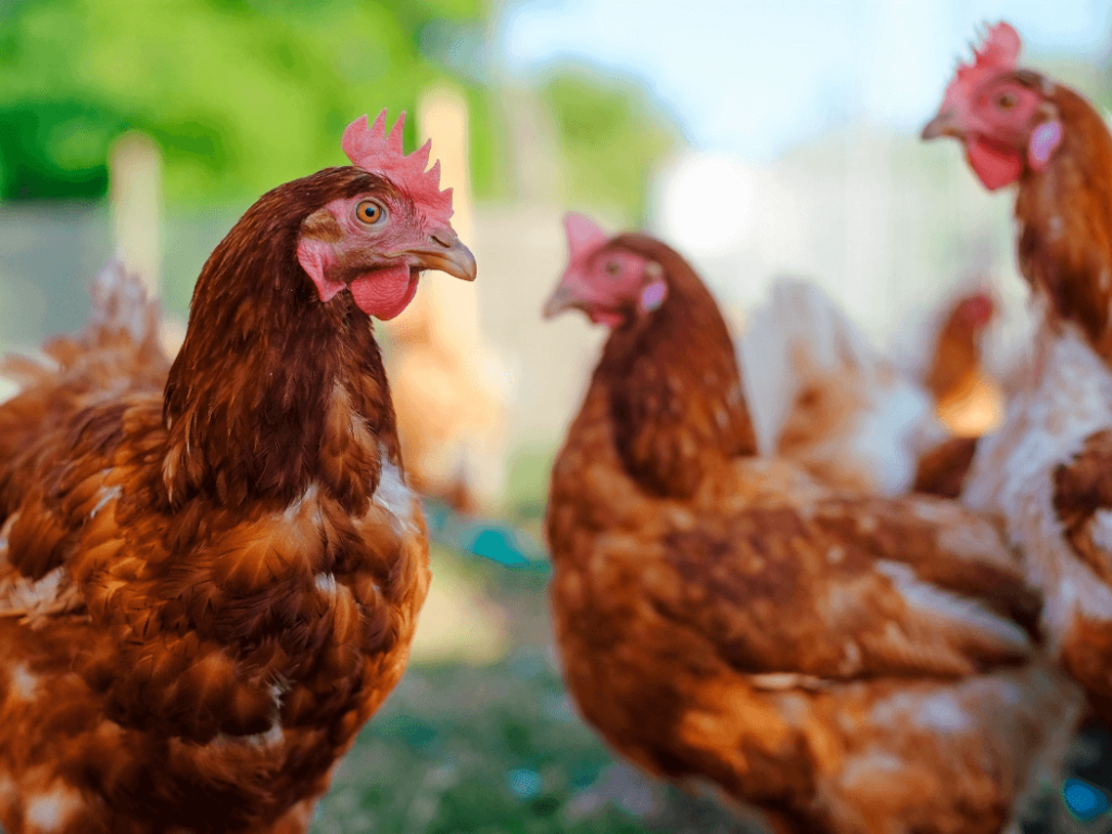 Livestock Care - Animal Health Services | FarmCo